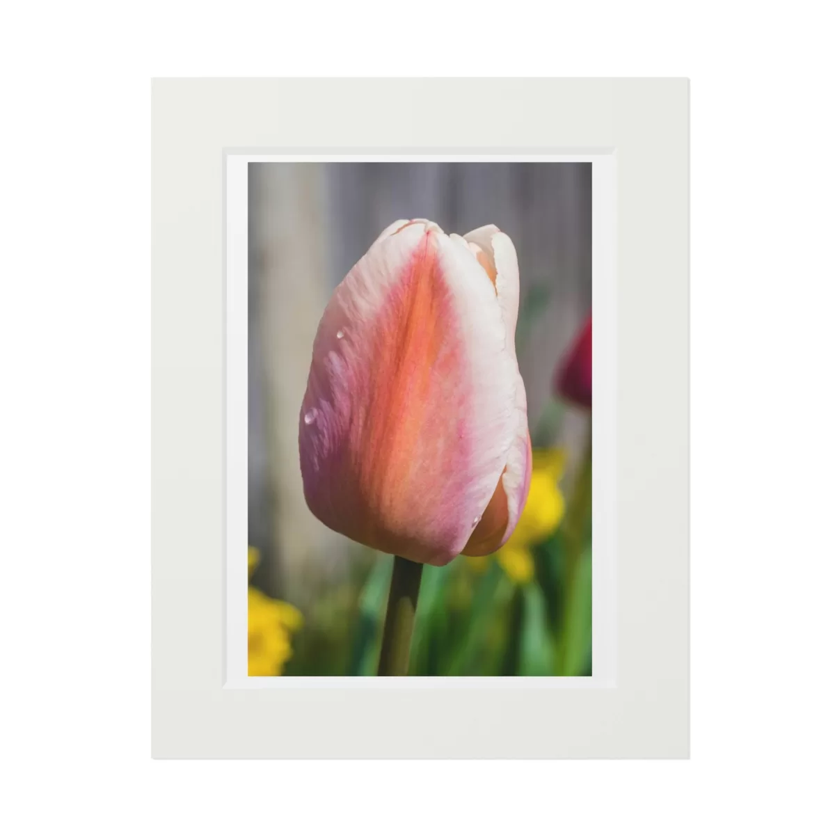 I Stand Alone - Tulips by Lauren McDonagh-Pereira Photography - Fine ...